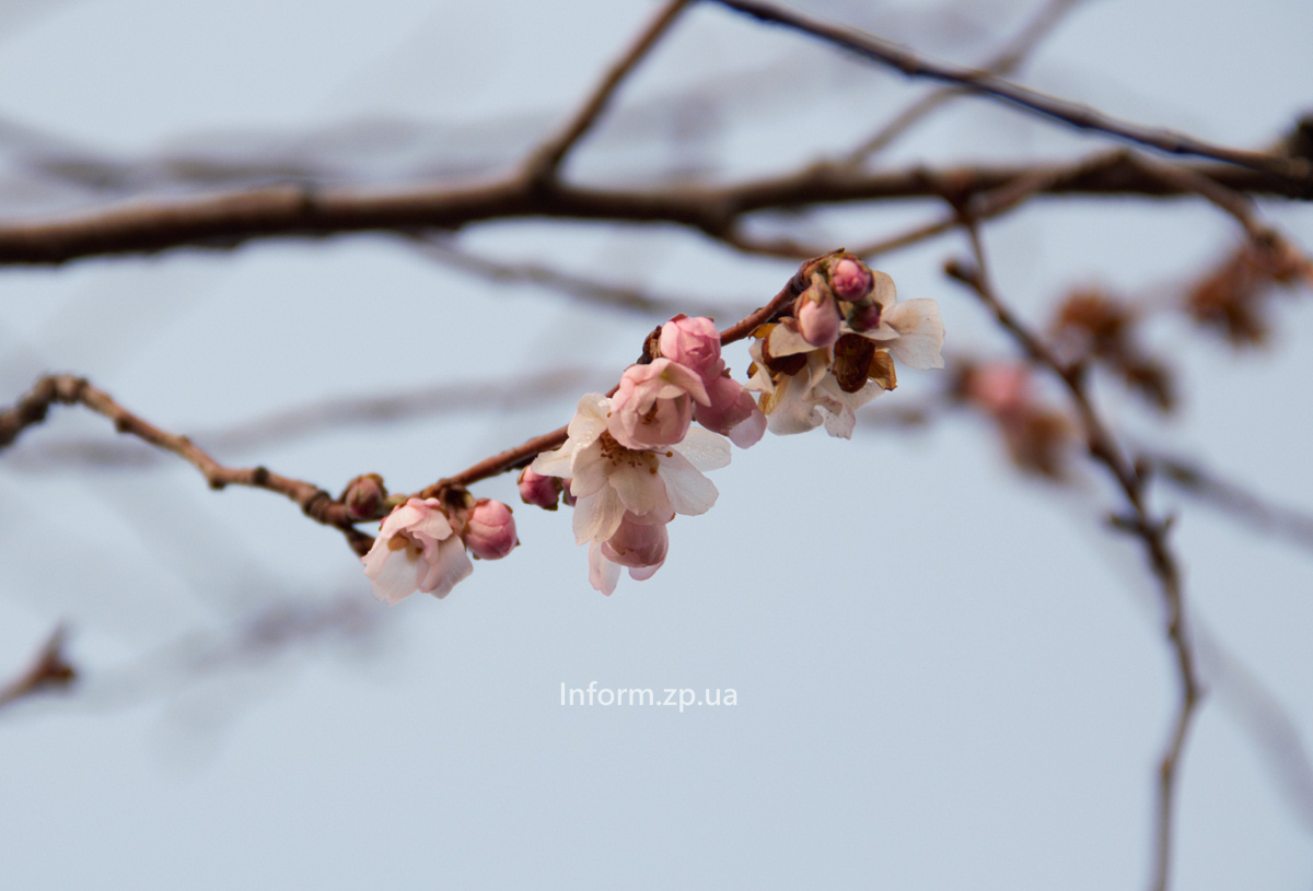 Де буде квітнути сакура у Запоріжжі цього року (ФОТО)